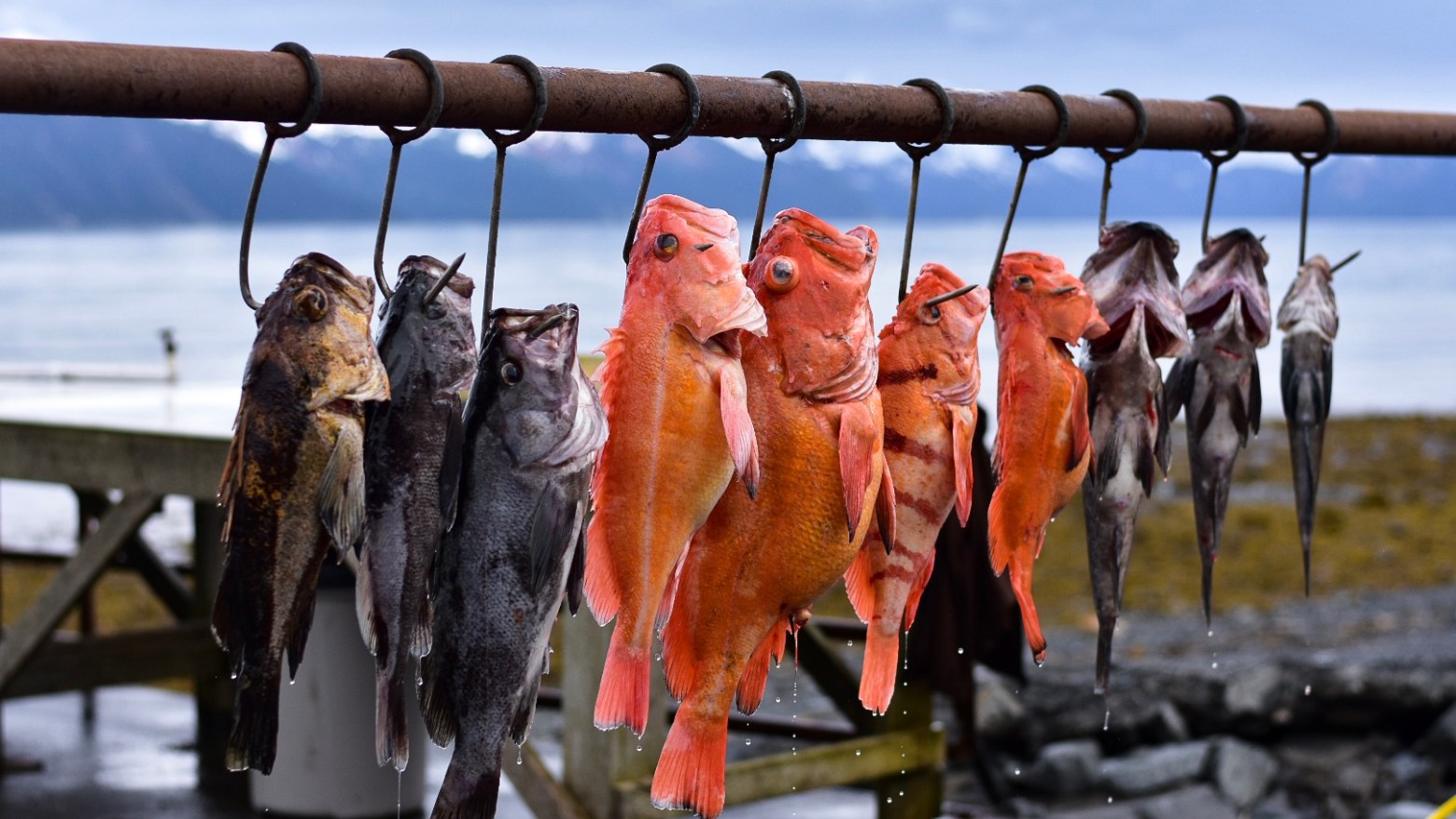 Fishing Charters in Seward, Alaska | Miller's Landing